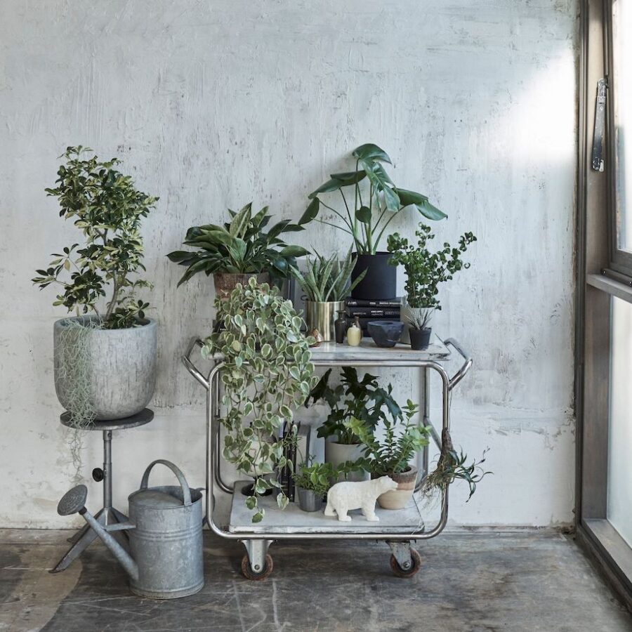 COCON KARASUMA（古今烏丸）にアクタス初のグリーン専門店〈ノードリウム・京都〉が9/16オープン - TECTURE MAG（テクチャーマガジン） | 空間デザイン・建築メディア