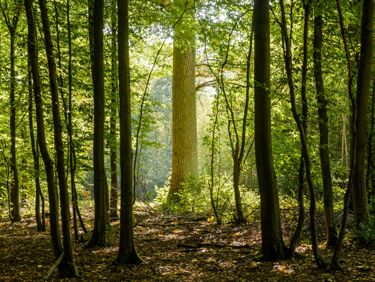 【プレスプラン】建材のADVANが提案する機能的で美しい床材 - TECTURE MAG（テクチャーマガジン） | 空間デザイン・建築メディア