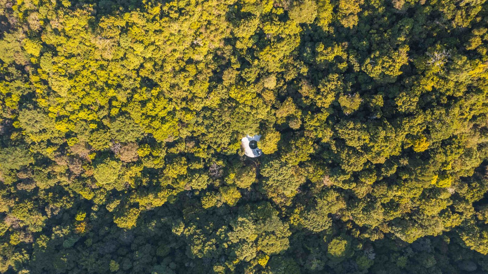 コスタリカの熱帯雨林に建つオフグリッド住宅〈シンフォニア・ヴェルデ〉Studio Saxe - TECTURE MAG（テクチャーマガジン） | 空間デザイン・建築メディア