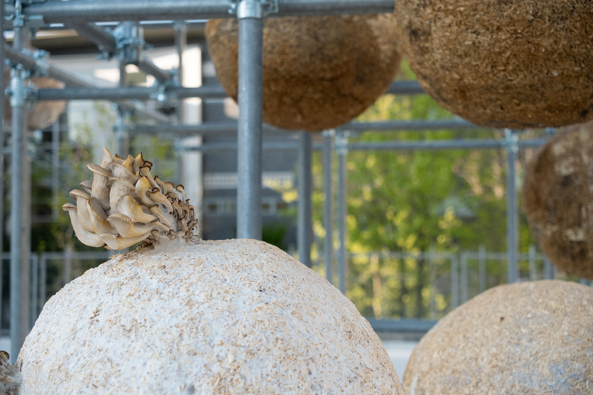 ヘニング・ラーセンがミラノデザインウィーク2025で発表した、菌糸の球体が浮かぶパビリオン〈Growing Matter(s)〉 - TECTURE MAG（テクチャーマガジン） | 空間 ...