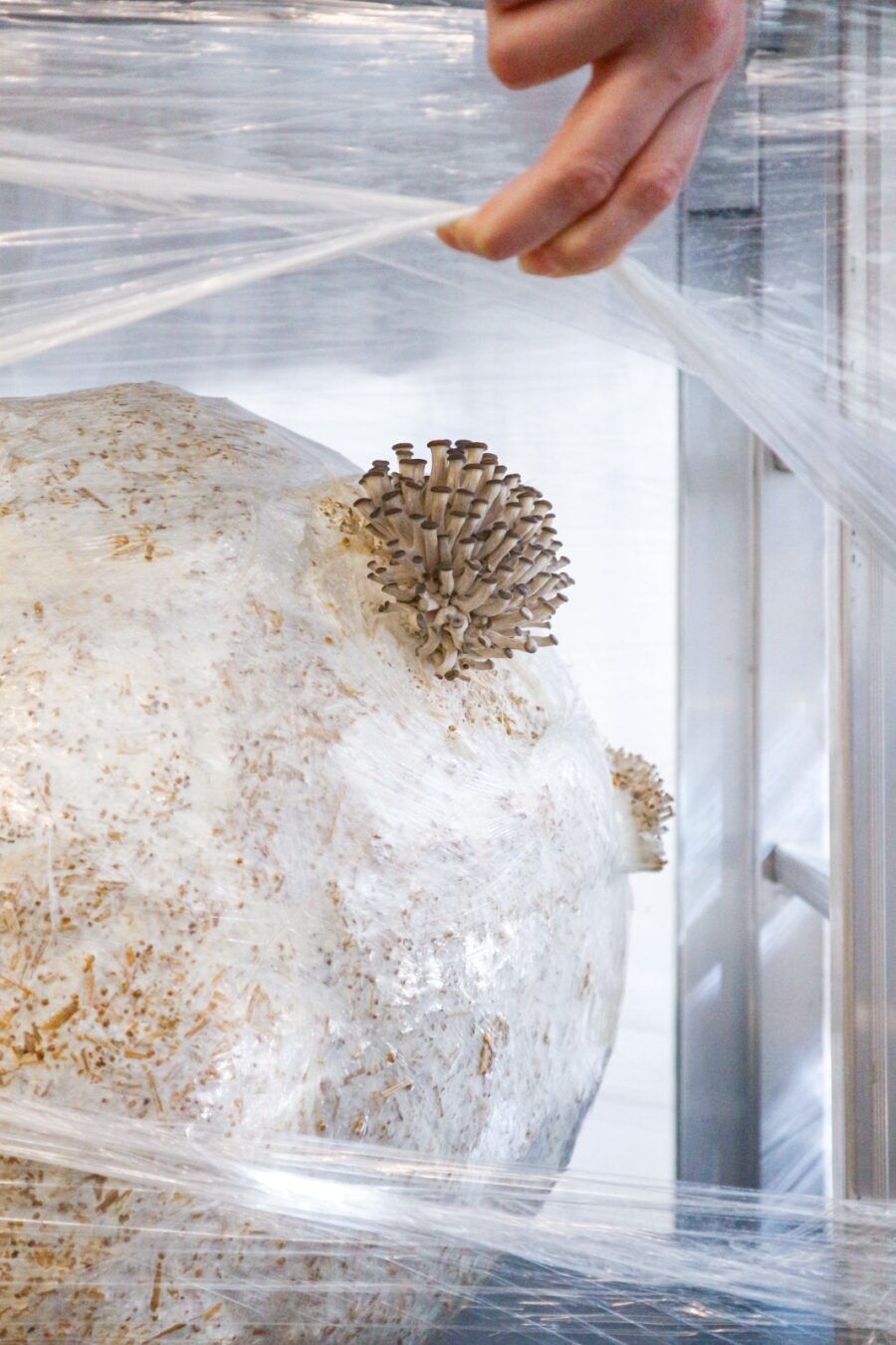 ヘニング・ラーセンがミラノデザインウィーク2025で発表した、菌糸の球体が浮かぶパビリオン〈Growing Matter(s)〉 - TECTURE MAG（テクチャーマガジン） | 空間 ...